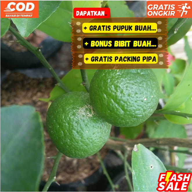 Pohon Jeruk Limo / Limau / Jeruk Sambal Unggul Paling Cepat Berbuah ...