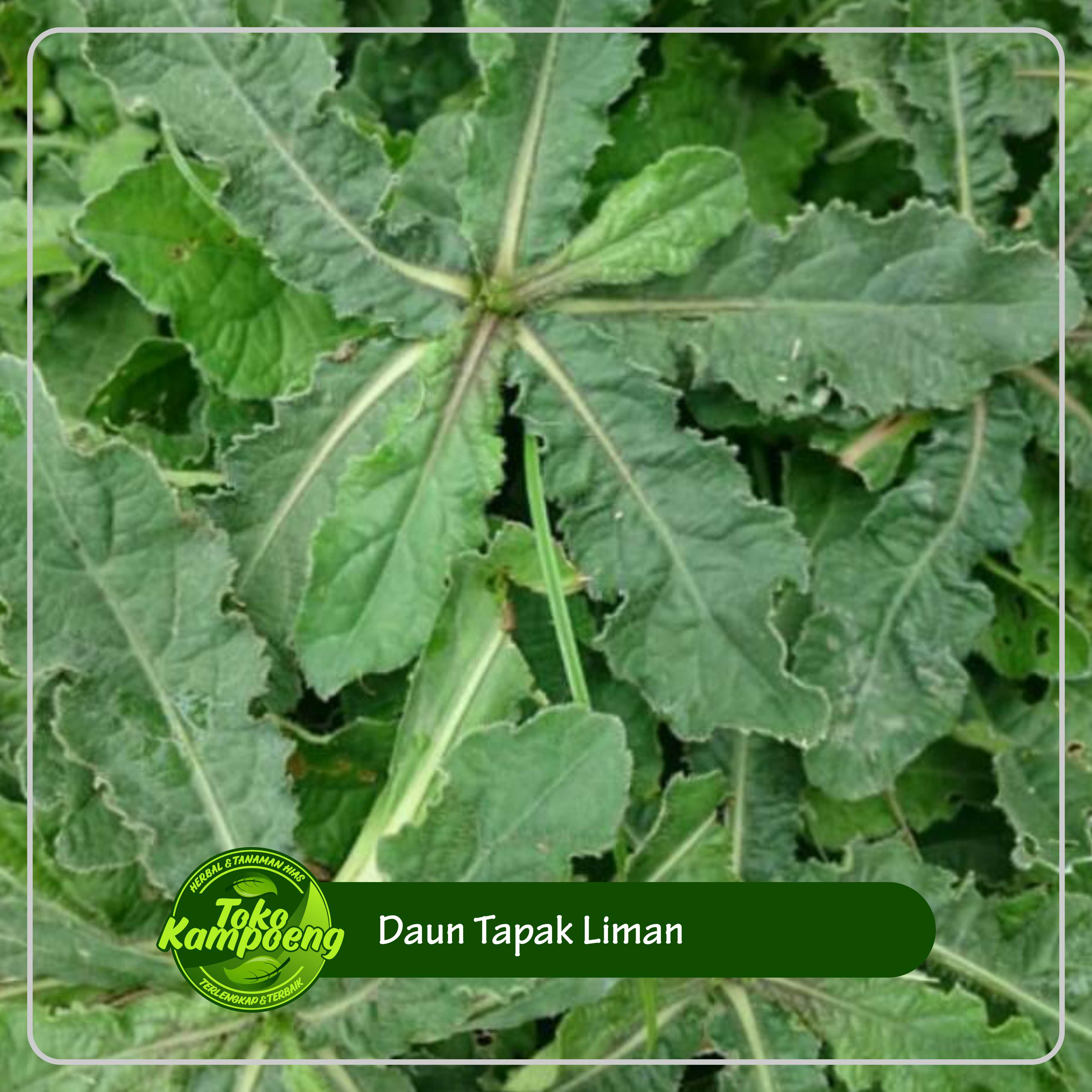 Daun Tapak Liman Segar 500 gram -Obat Herbal akar sampai daun | Lazada ...