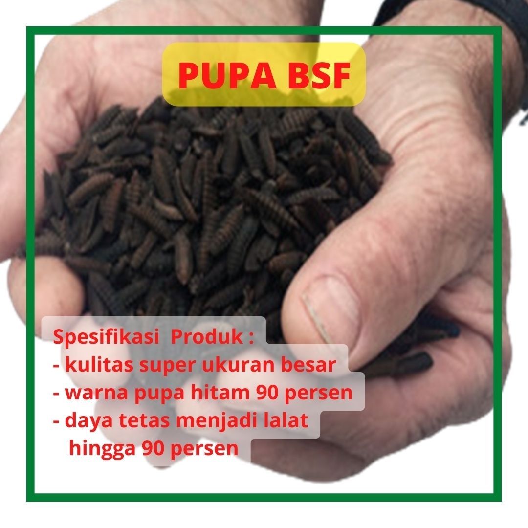 Black Soldier Fly Prepupa Maggot Lalat BSF 100 gram | Lazada Indonesia