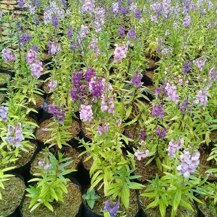 tanaman hias lavender angelonia - lavender bunga | Lazada Indonesia