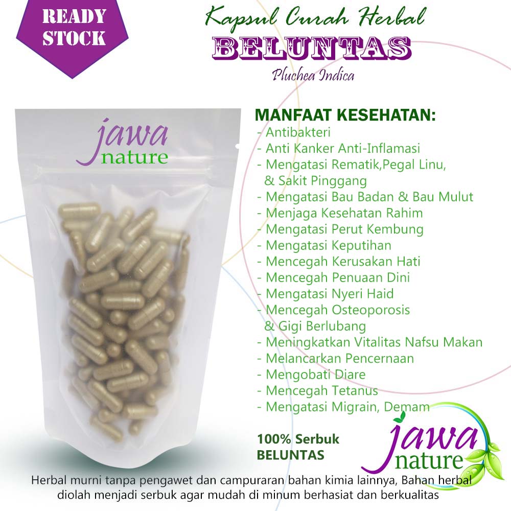 Beluntas kapsul curah beluntas kapsul herbal beluntas daun beluntas ...