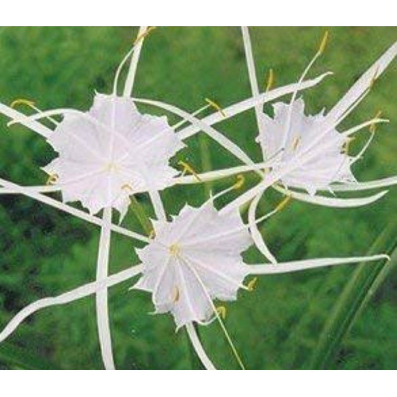 Umbi Bunga Spider Lily free sedap malam | Lazada Indonesia
