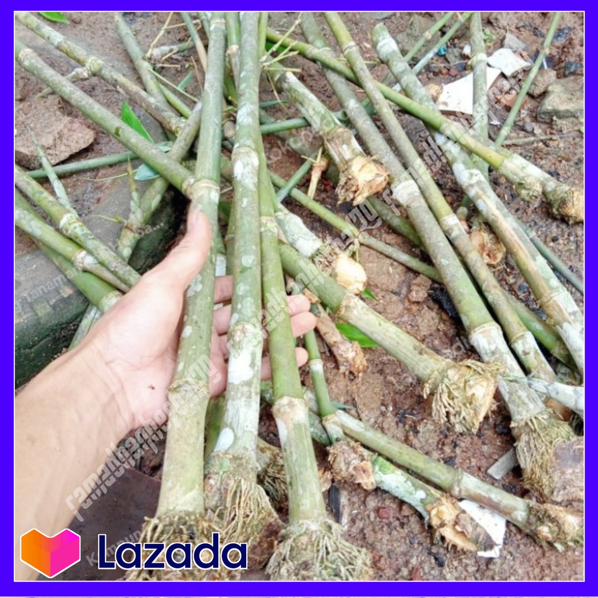 Bibit Bambu Petung Raksasa / Bibit Bambu Rebung Sayur Jumbo bibit bambu ...