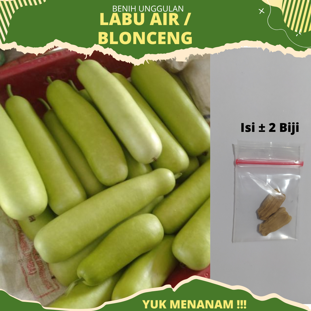 2 biji - Benih Labu Air MANISA Benih Blonceng unggul Tahan Virus ...
