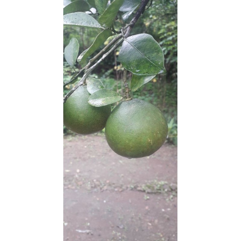 Termurah Buah Jeruk Garut 1 Kg | Lazada Indonesia