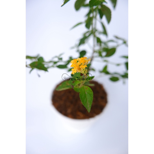 Tanaman Bunga Lantana Kuning Rimbun Berbunga | Lazada Indonesia