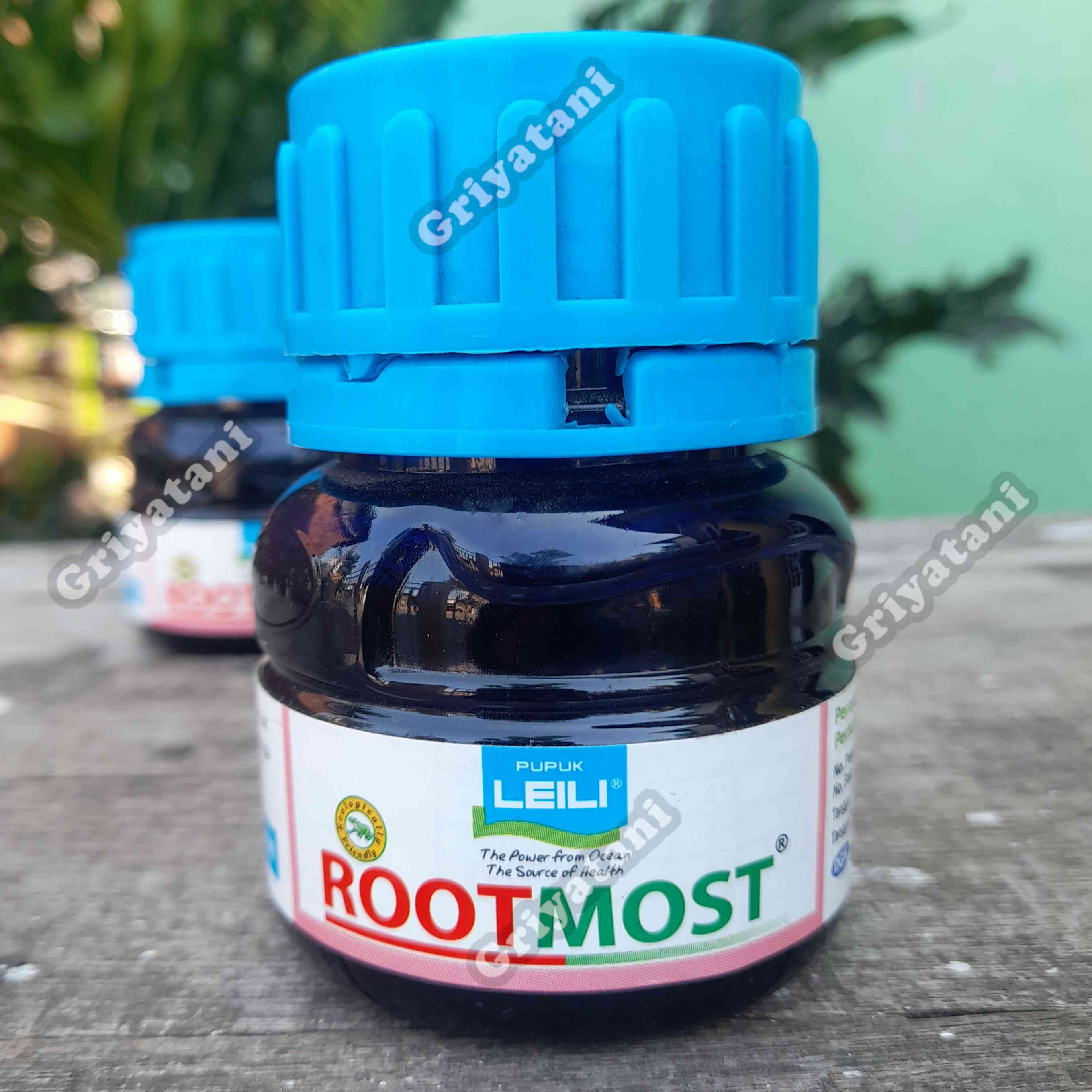 RootMost Zpt penumbuh akar root most | Lazada Indonesia