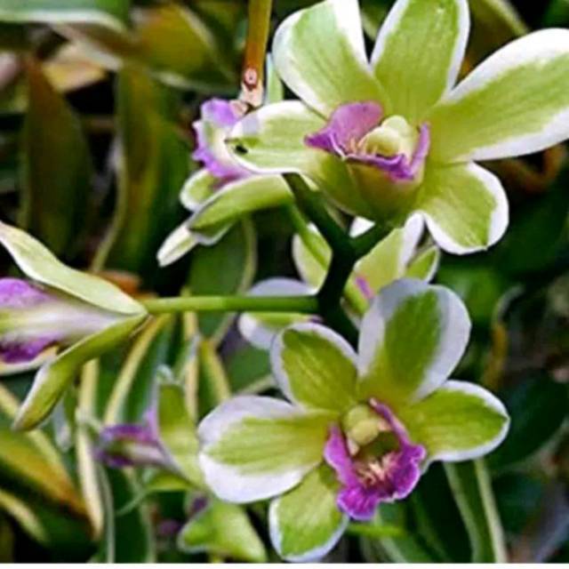 Anggrek Dendrobium Burana Jade Varigata Dewasa | Lazada Indonesia