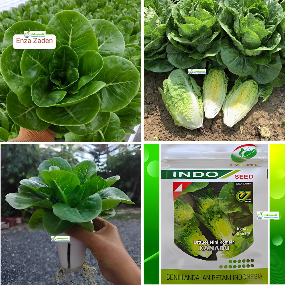 Benih Selada Lettuce Mini Romaine XANADU Isi 5 Gram Indogreen Indoseed ...