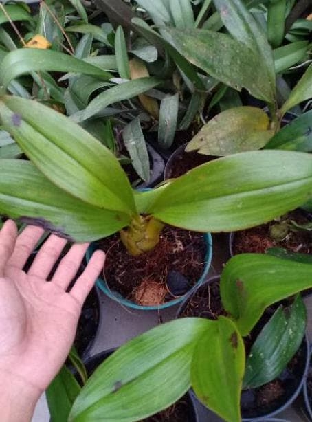 Anggrek eria ornata tanaman hias anggrek ter | Lazada Indonesia