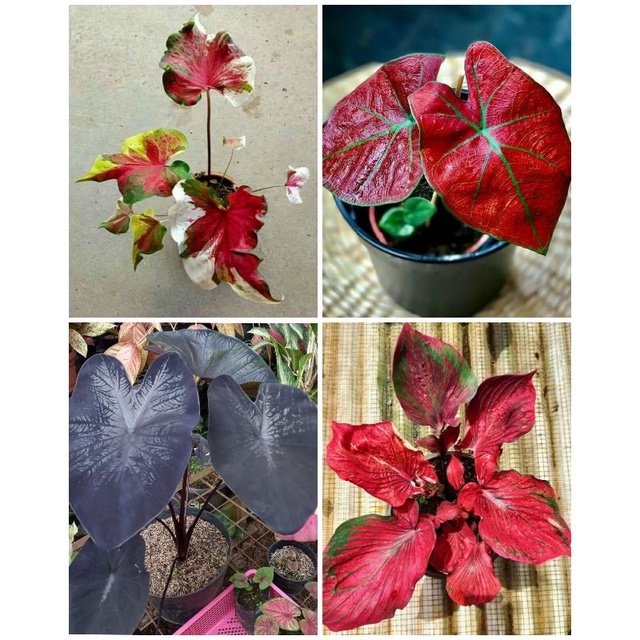 4 paket tanaman hias umbi caladium Thailand keladi hias | Lazada Indonesia
