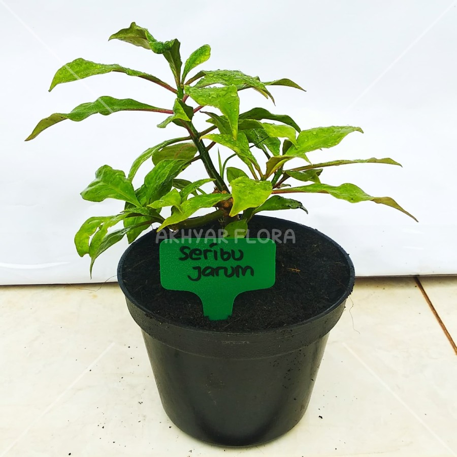 Tujuh Duri Tanaman Herbal Seribu Jarum Tujuh Duri Bintang Duri Bilah ...