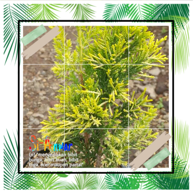 Tanaman cemara golden peking | Lazada Indonesia