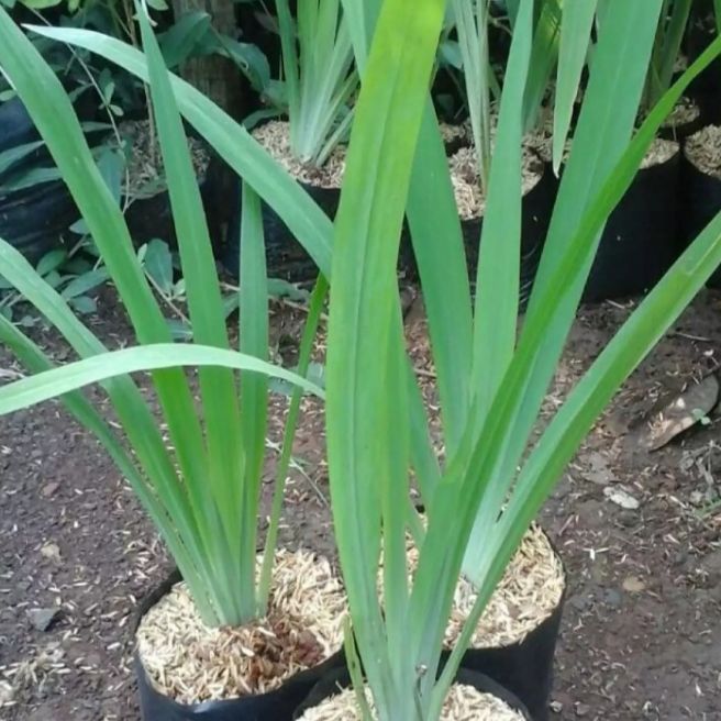 Tanama hias airis - Tanaman lis airis - pohon airis bunga kuning ...