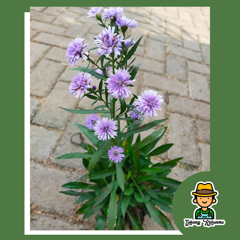 Bibit Bunga Aster Pikok/Peacock Ungu | Lazada Indonesia