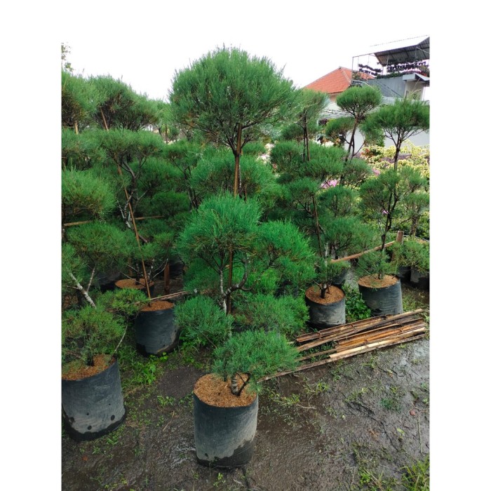 Pohon Cemara Udang 2 Meter Tanaman Bonsai | Lazada Indonesia