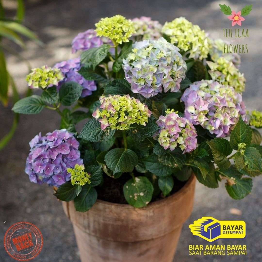 Tanaman Hias Hidup Hortensia Panca Warna Bibit Benih Tanaman Bunga ...
