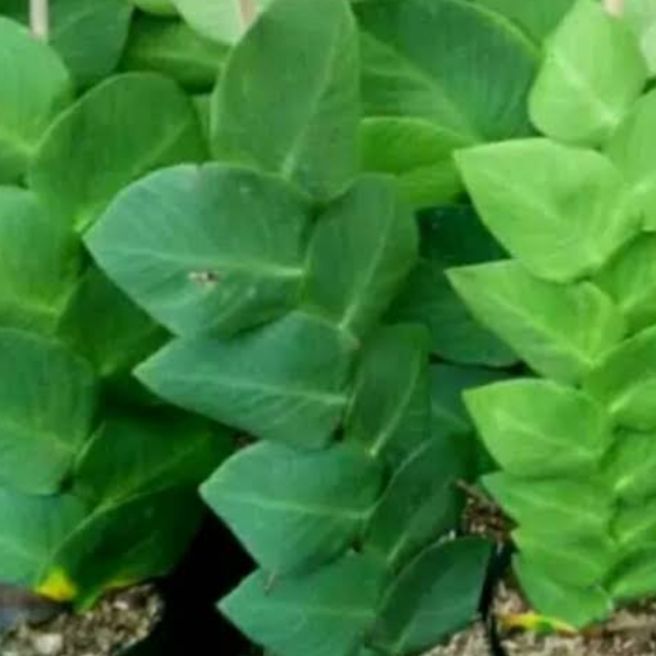 bibit tanaman rambat dolar daun besar - pohon dolar daun besar | Lazada ...