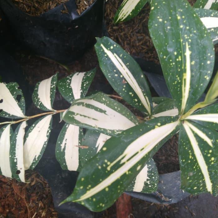 Tanaman Dracena bambu putih hijau | Lazada Indonesia