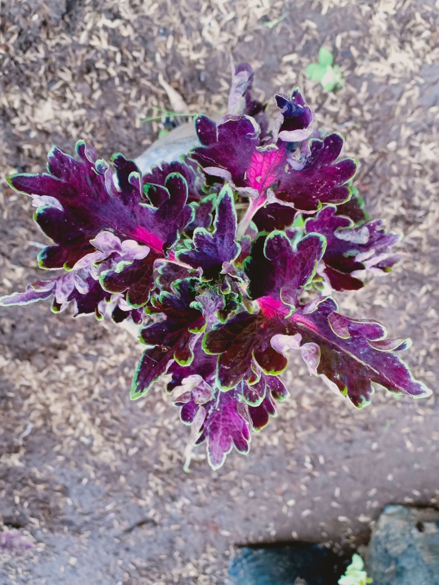 tanaman hias miana merah ungu kriting(lidah api) | Lazada Indonesia