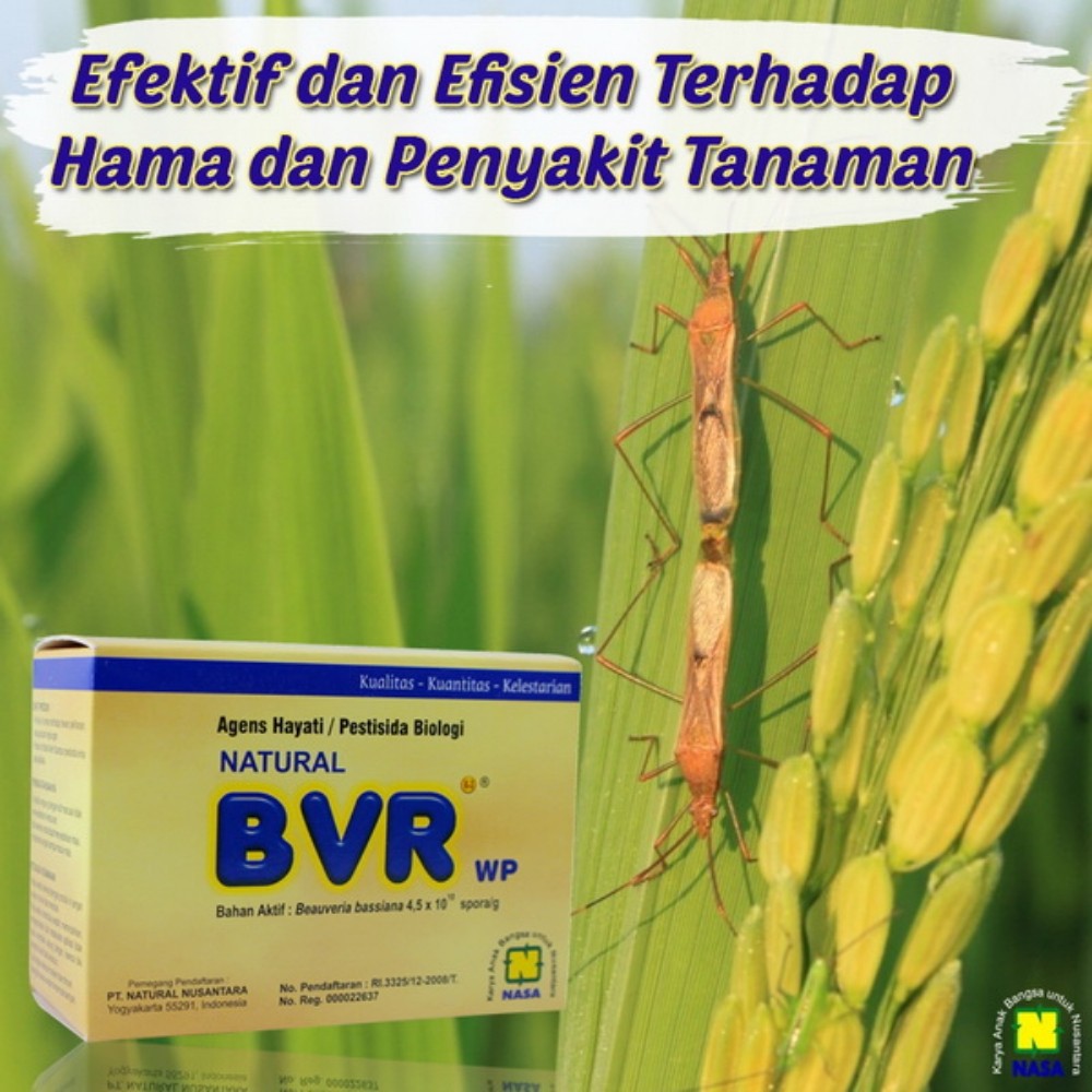 Racun Pembasmi Hama Wereng / Obat Pembasmi Hama Wereng Padi / Pembasmi ...