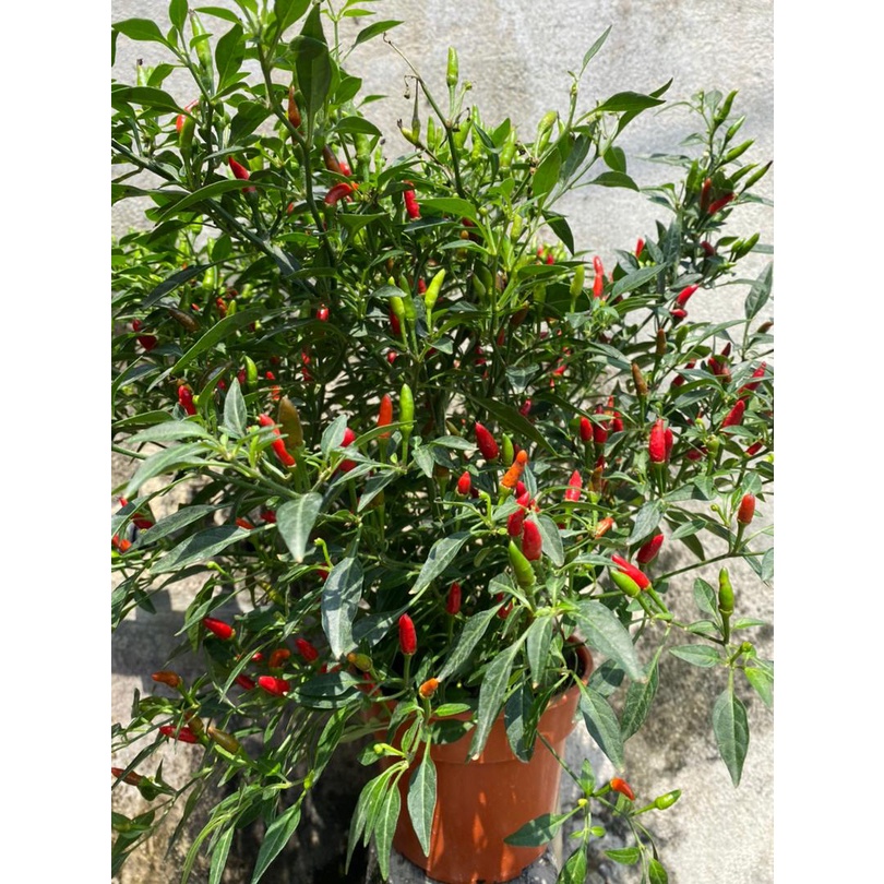 SPESIAL 5 POT】Tanaman Cabai Rawit Setan Pedas COD Tanaman Benih Sayur ...