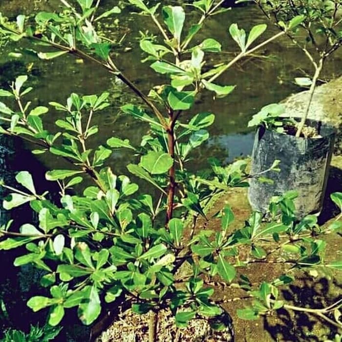 Ketapang Kencana Mini Tanaman Peneduh | Lazada Indonesia