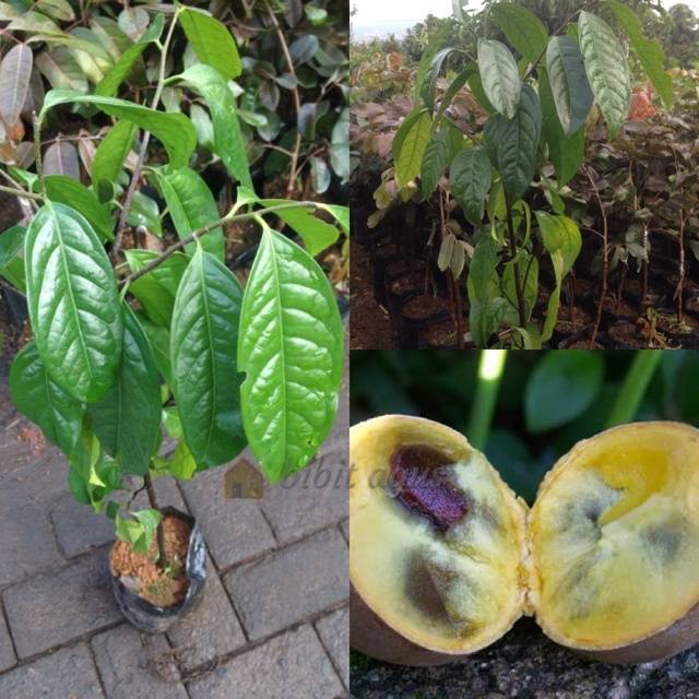 Kepel fruit50 seed - UGtz2Abv - ThaiPick