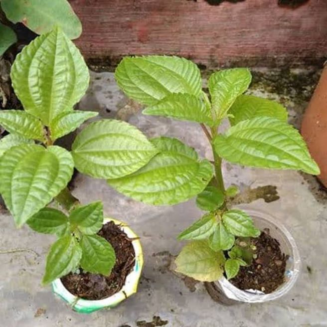 Tanaman Pohpohan Lalapan Pohon Poh Pohan | Lazada Indonesia