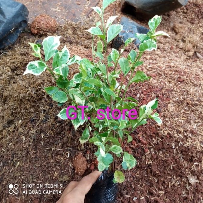 Tanaman hias teh tehan varigata / pohon tehtehan varigata | Lazada ...