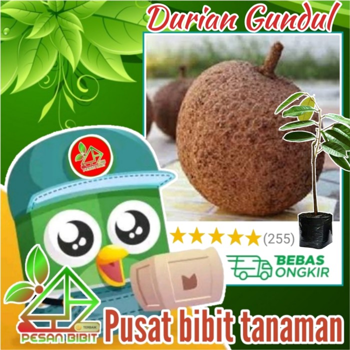Terlaris bibit tanaman buah durian gundul DURIAN TANPA DURI durian paling manis | Lazada Indonesia