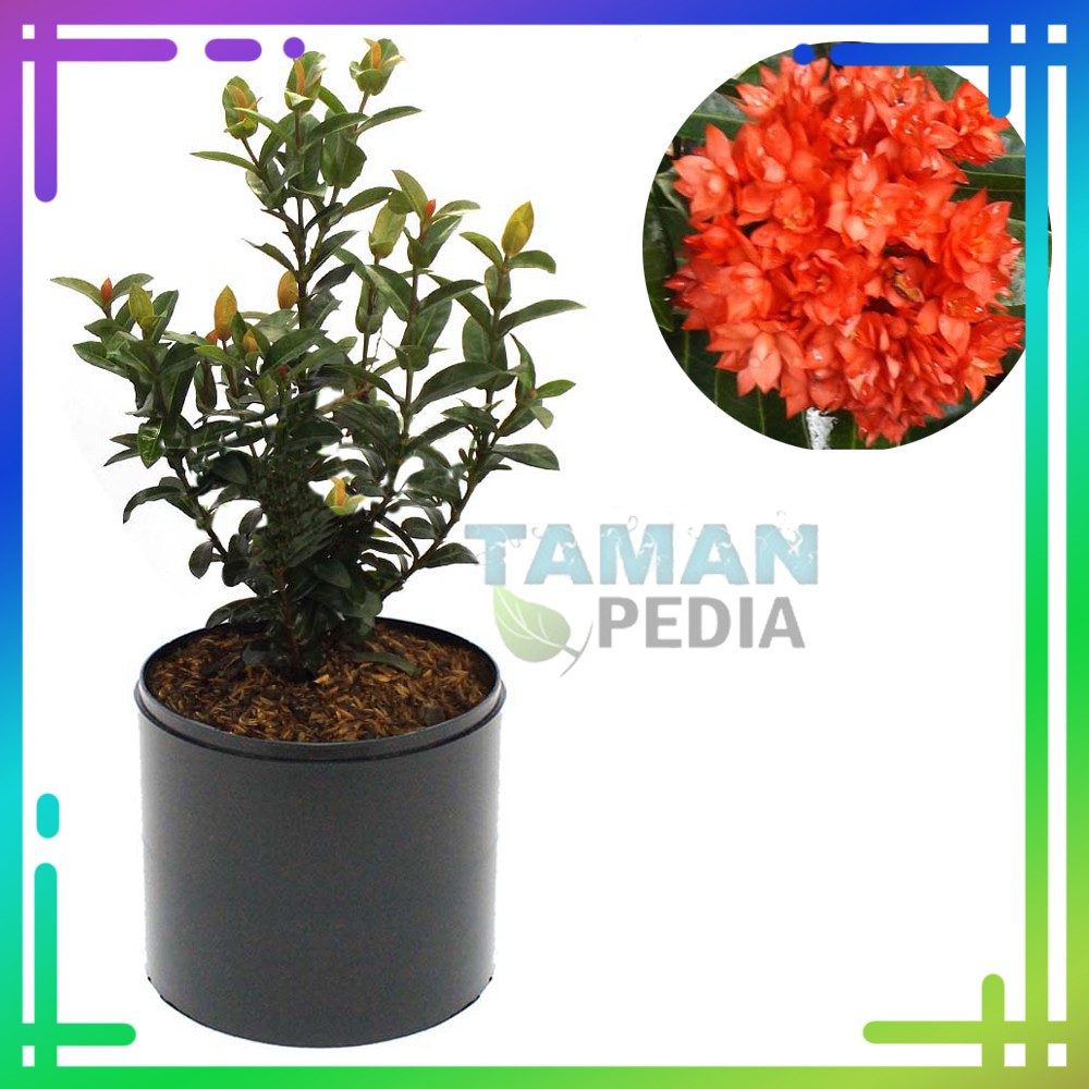 Tanaman Hias Soka India Merah/ Bunga Asoka India/ Bibit Ashoka India ...