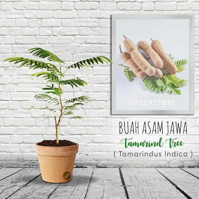 Asam Jawa Tanaman Buah Asem Jawa Tanaman Herbal | Lazada Indonesia