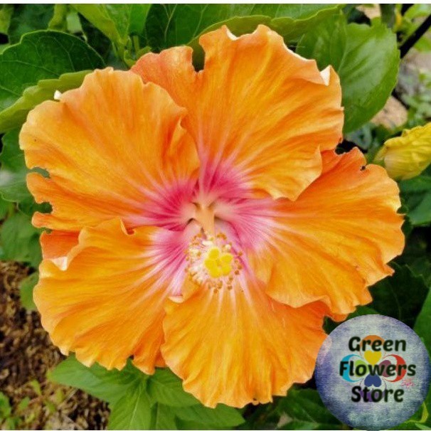 Tanaman Hias Pohon Kembang Sepatu Bangkok Hybrid Merigold/Bunga sepatu ...