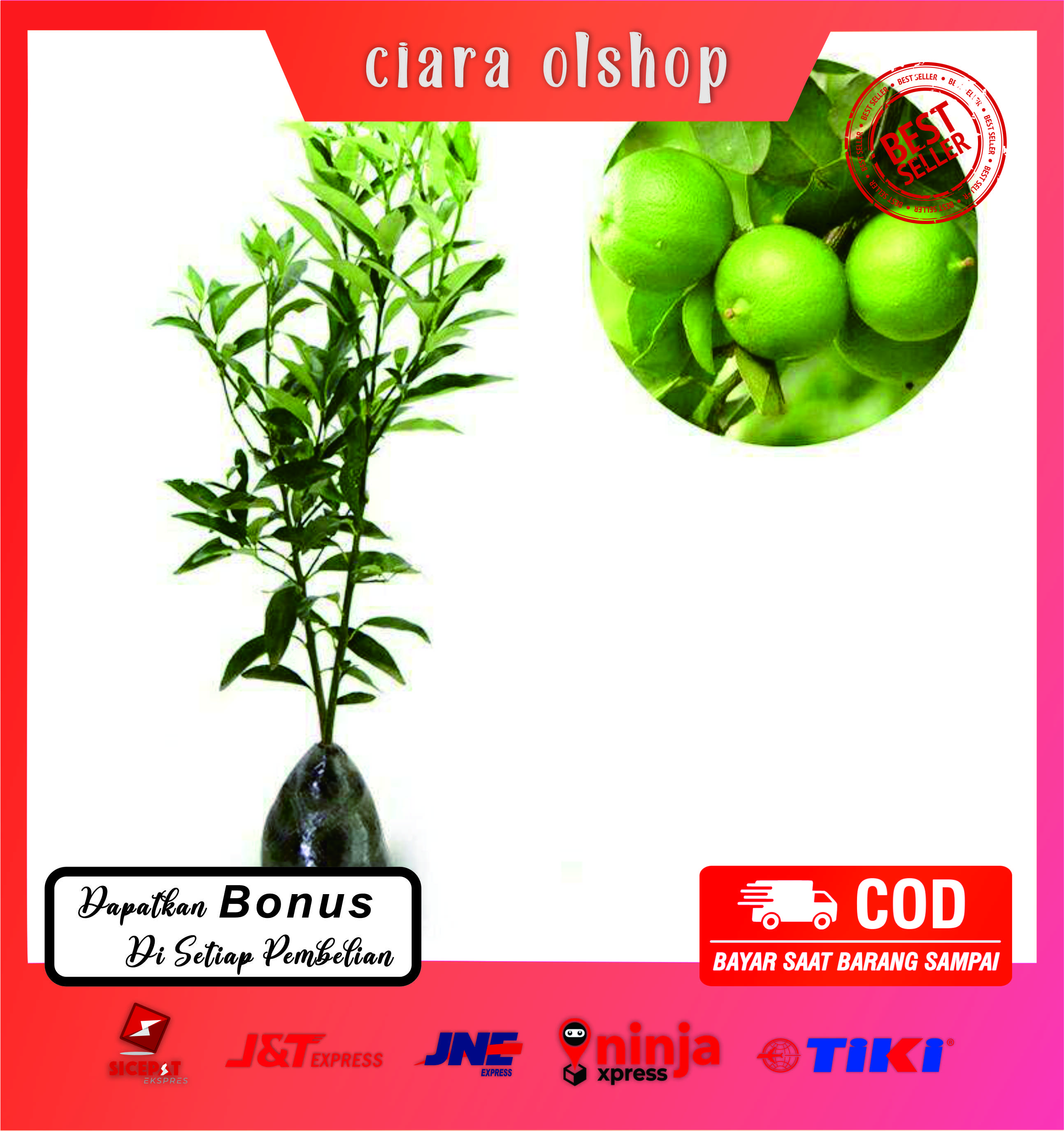 Pohon Jeruk Nipis / Bibit Jeruk Nipis / Tanaman Jeruk Nipis | Lazada ... Pohon Jeruk Nipis / Bibit Jeruk Nipis / Tanaman Jeruk Nipis | Lazada ...