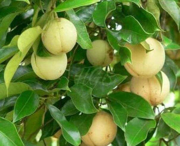 jual buah pala fresh untuk bahan olahan makanan dan obat obatan ...