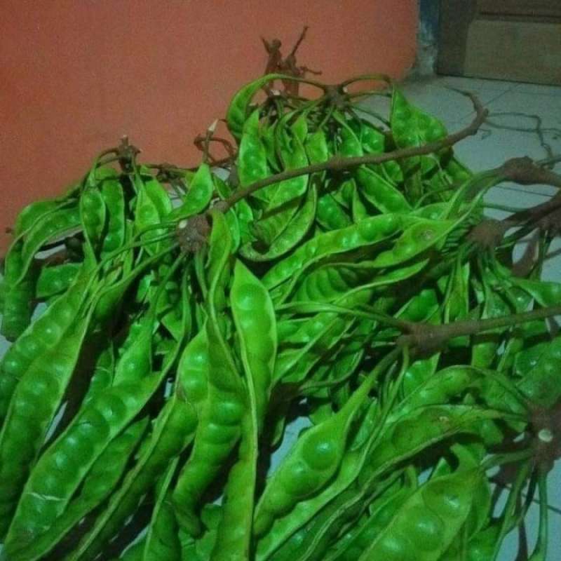 pete/petai super fresh langsung dari pohon dengan harga paling murah ...