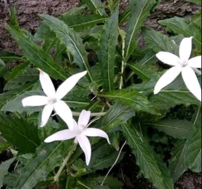 DAUN KITOLOD SEGAR obat MATA katarak / rabun dll | Lazada Indonesia