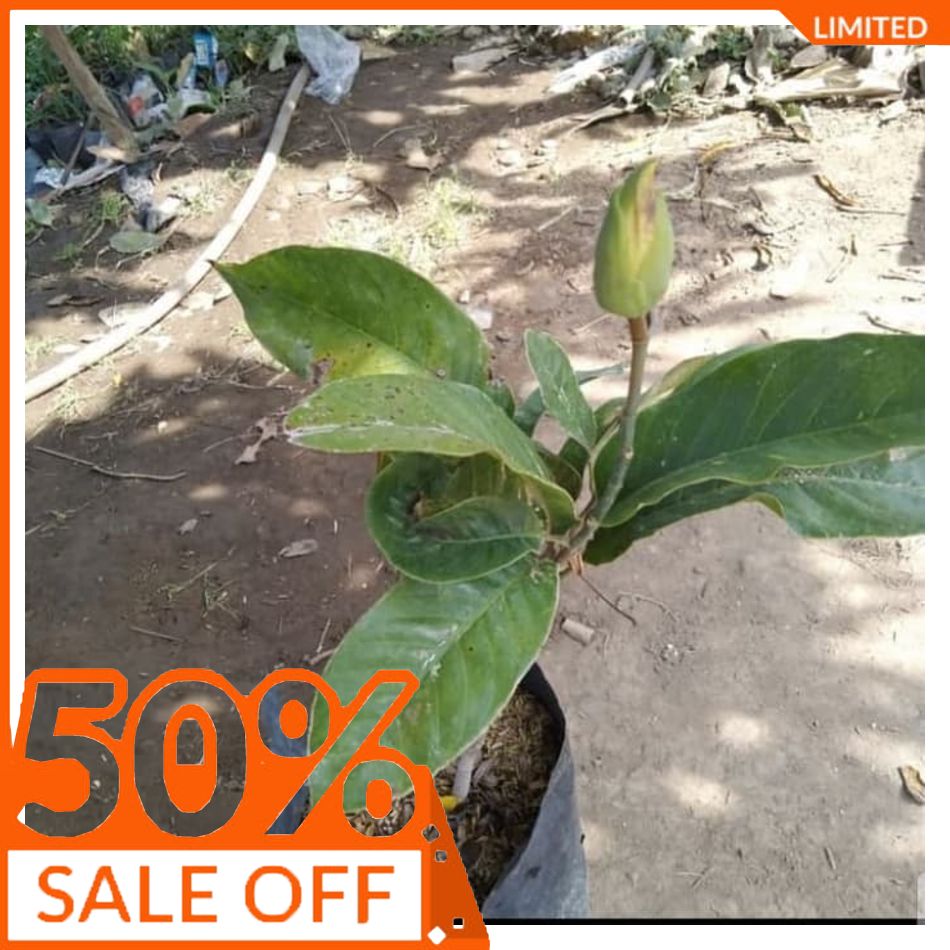 Bibit Cempaka Kuning Cempaka Putih Cempaka Merah di Lahan Perkebunan ...