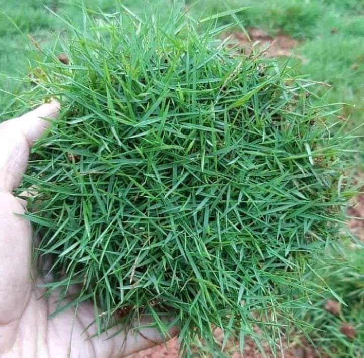 Rumput Peking Rumput Jepang Rumput Jepang segar Harga rumput Peking ...