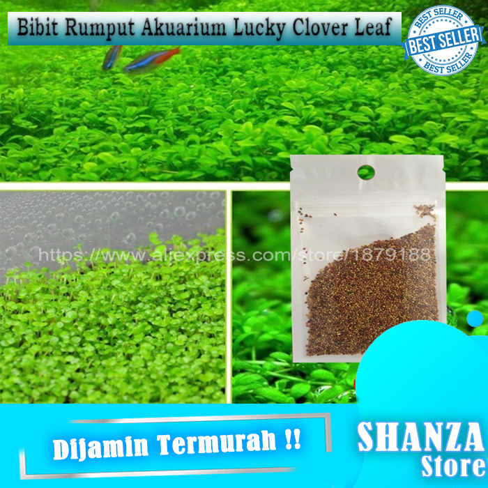 BISA COD - Rumput Akuarium Bibit Rumput Air Dekorasi Aquarium Landscape ...