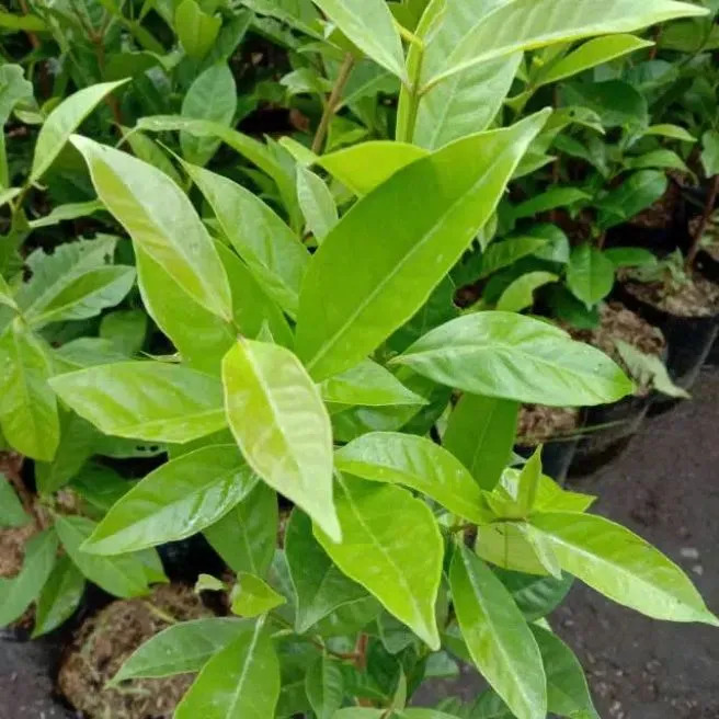 Bibit Daun Salam Pohon Salam Tanaman Rempah Buat Masakan Akar Lebat ...