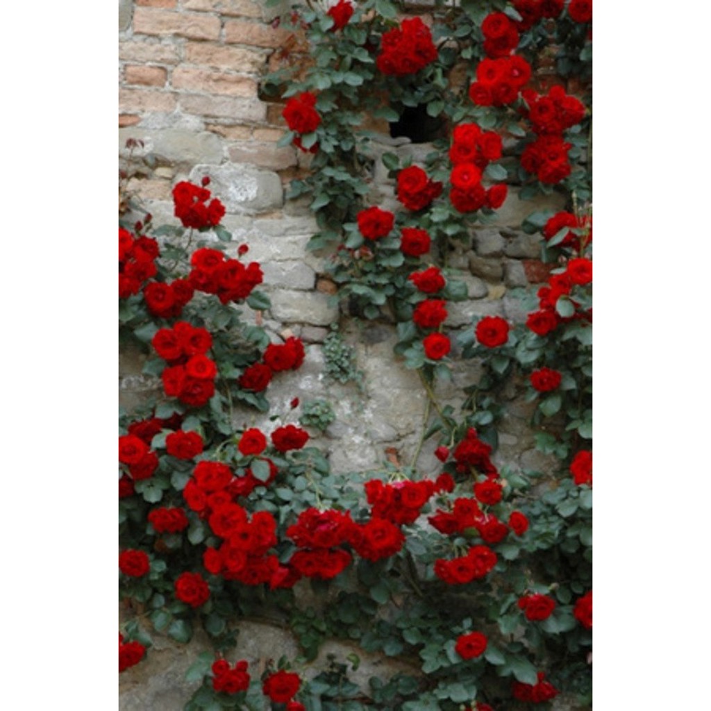 10 benih biji mawar Red climbing Rose seeds /Benih Biji | Lazada Indonesia