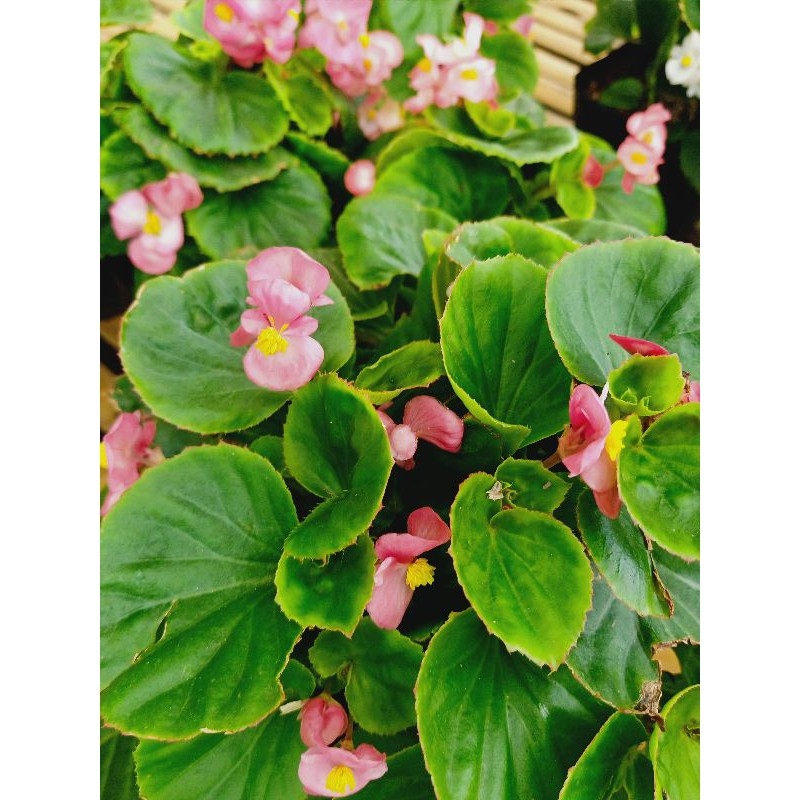 Tanaman Begonia bali | Lazada Indonesia