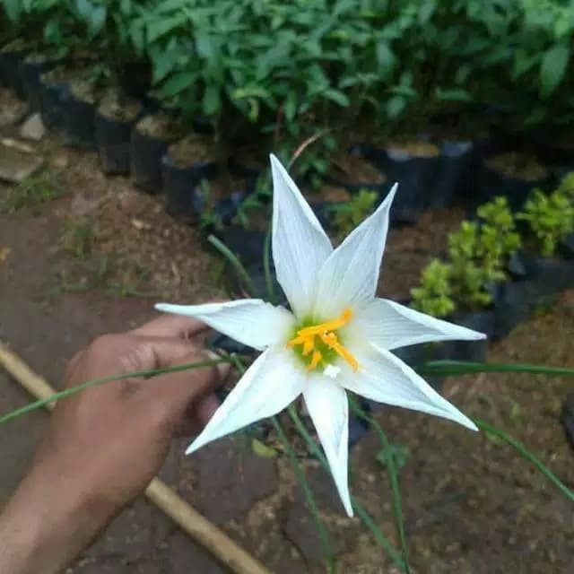 Promo Tanaman Hias Lili Hujan Bunga Putih Kucai Tulip Lazada Indonesia