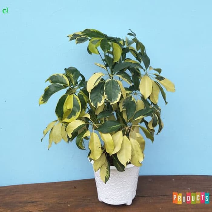 Tanaman hias Walisongo hybrid - schefflera arboricola variegata | Jenis ...