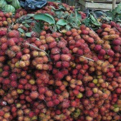 buah rambutan per ikat | Lazada Indonesia