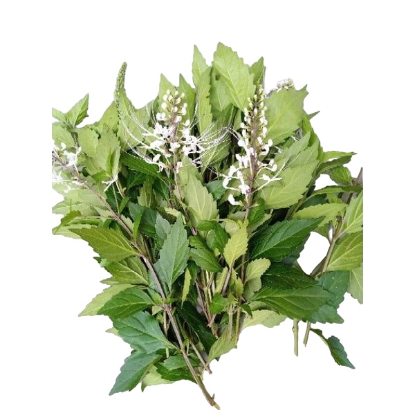 Daun Kumis Kucing Segar Per 100.gr Plus Batang Nya Herbal Prostat ...