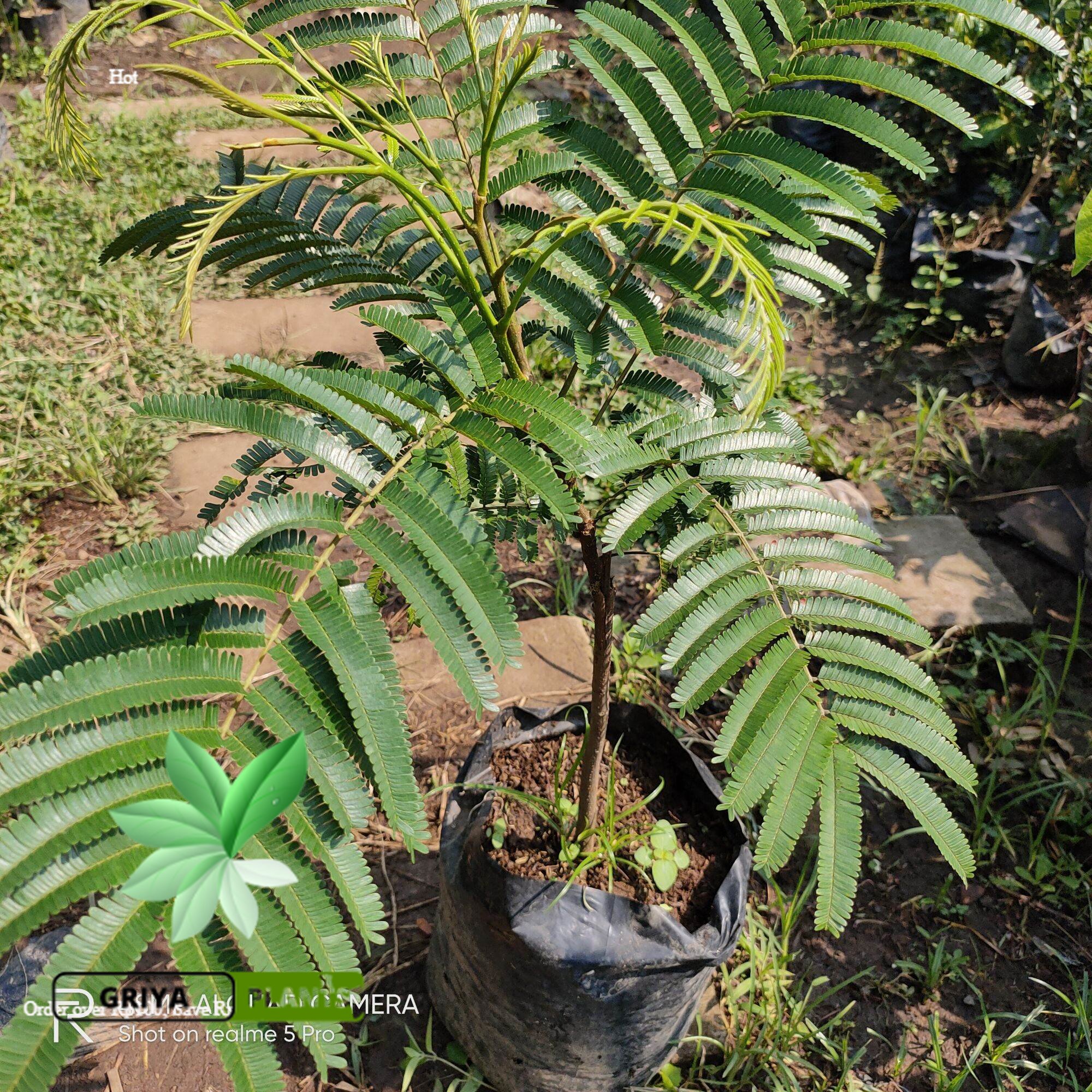 bibit pete atau petai hibrida okulasi | Lazada Indonesia