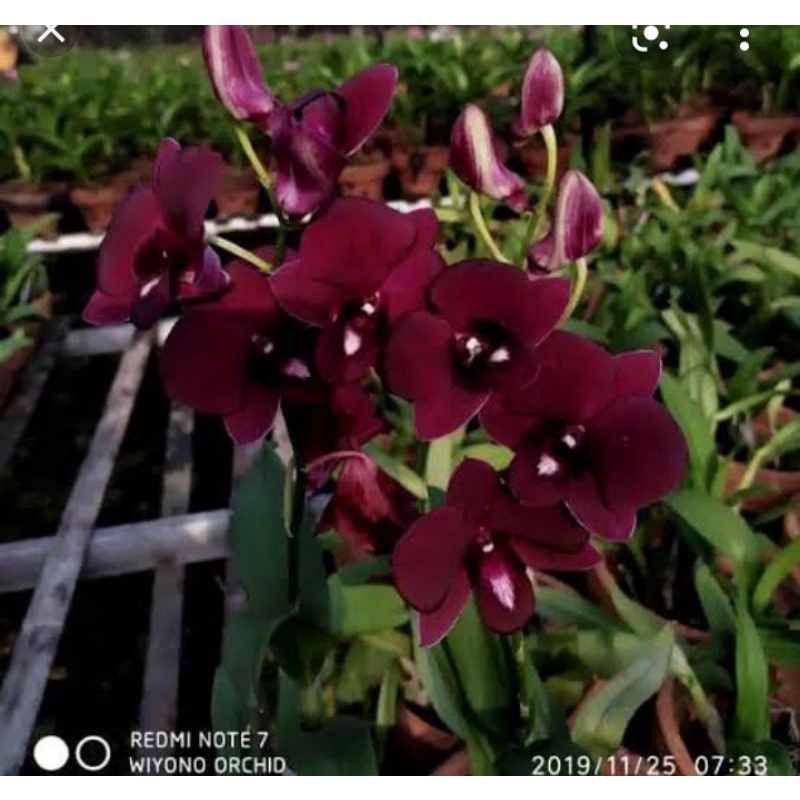 anggrek dendro merah gelap | Lazada Indonesia